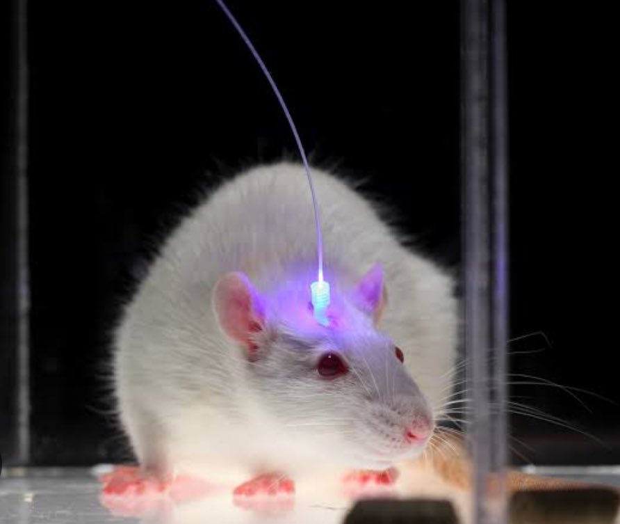 The rat race… The image below is from the famous experiment in which ...