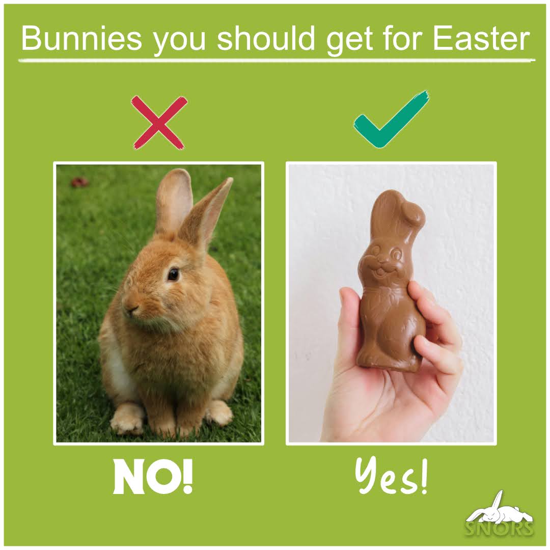 Easter Chocolate Bunny Memes Easter Memes: 30 Funny Memes For The Big