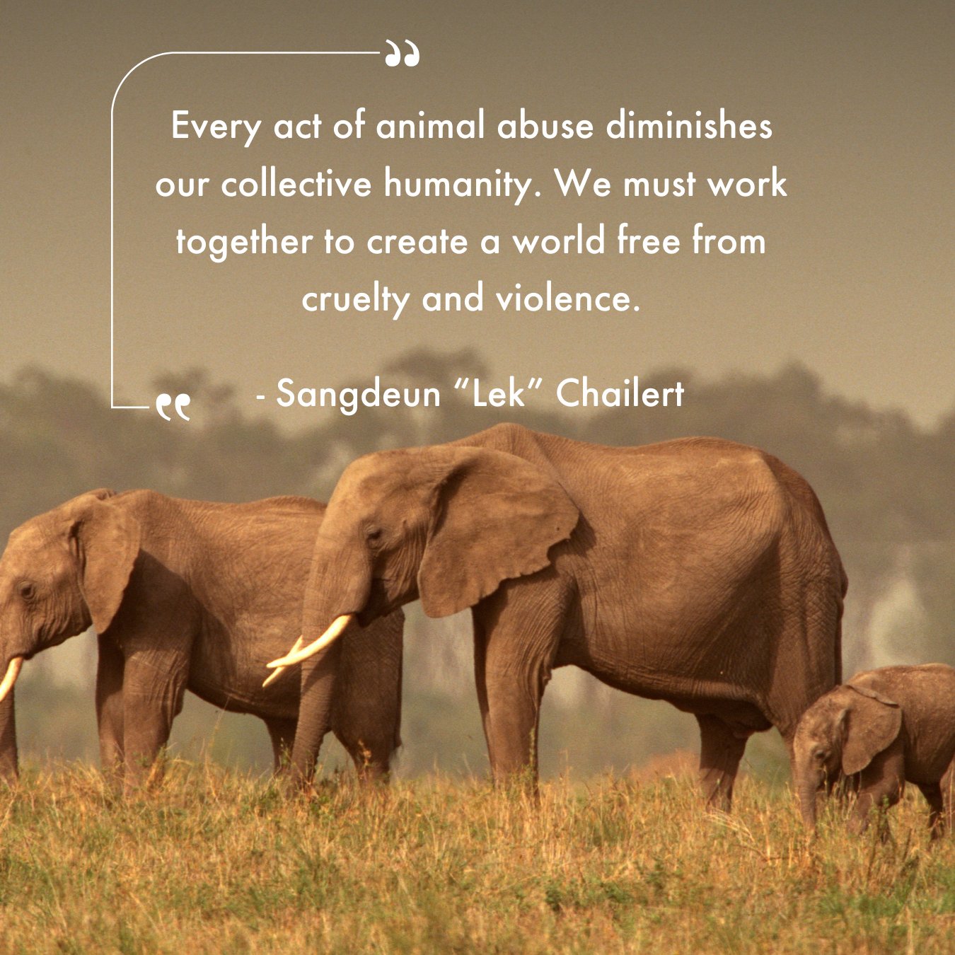 Stop Animal Cruelty Animals Statement Quotes Nature Animals Posters