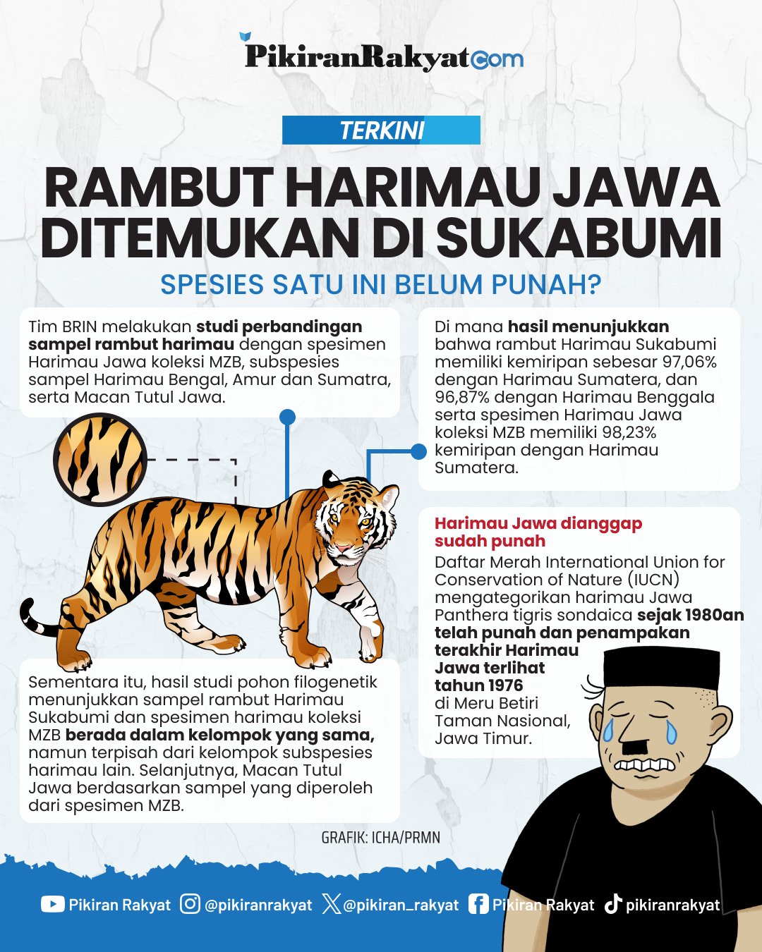 Harimau Jawa Belum Punah