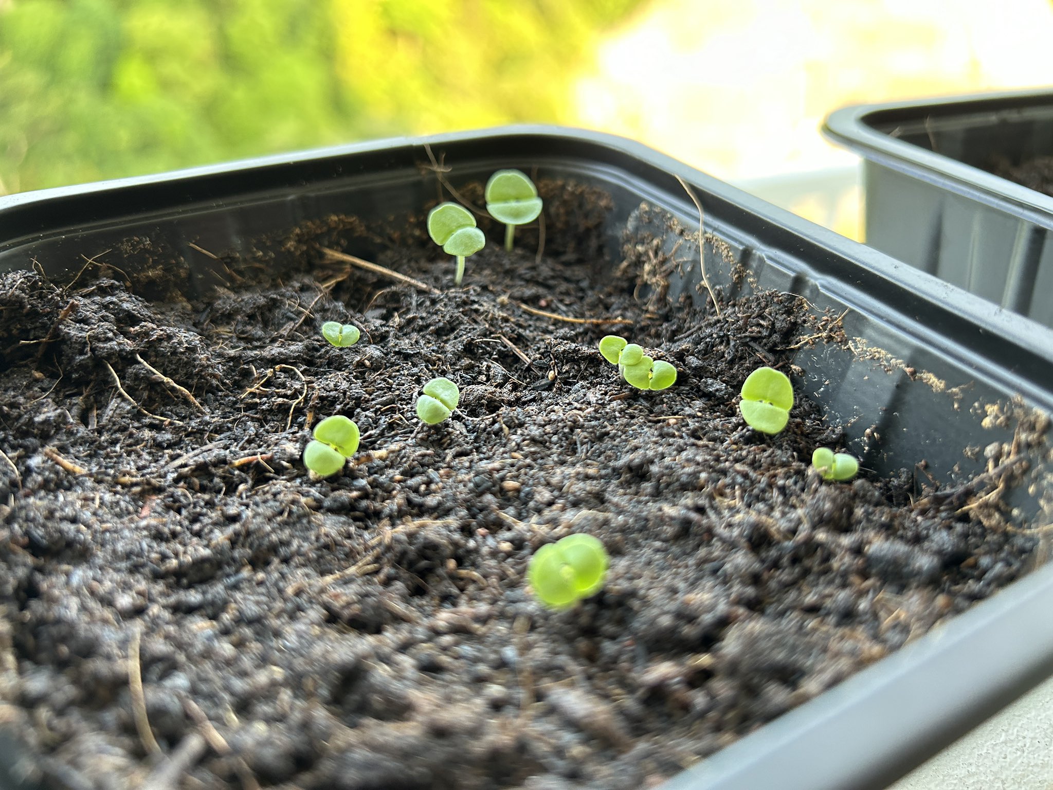 Basil Seeds Germination