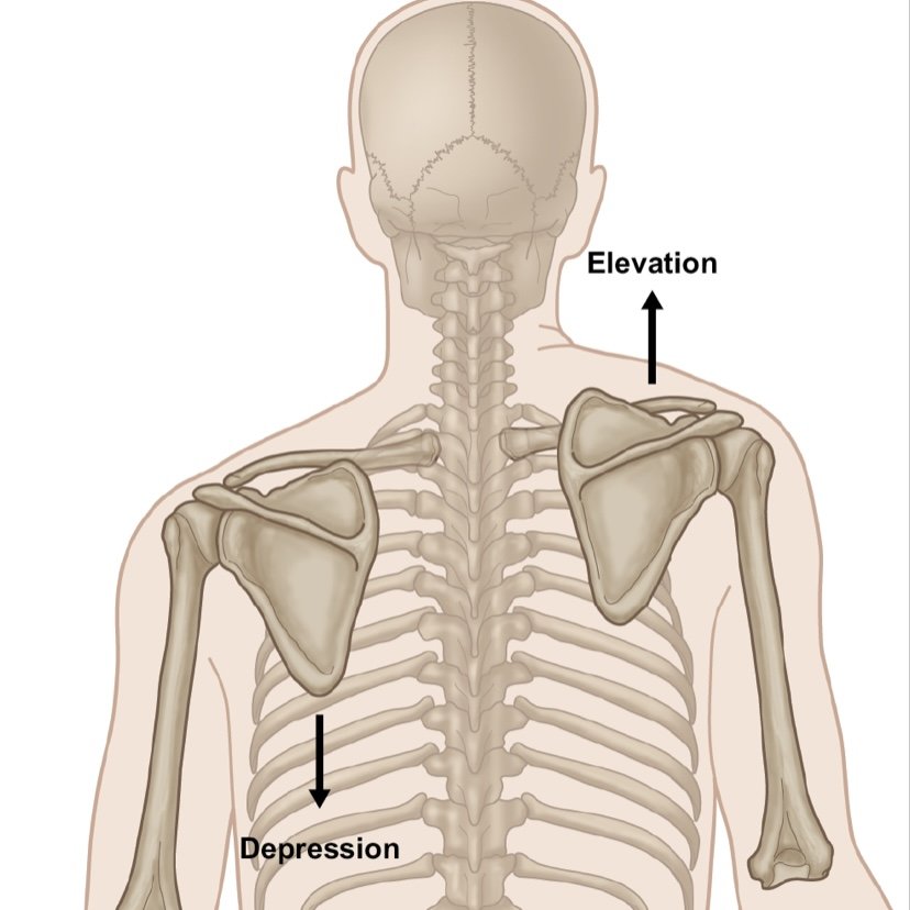 Hanging Week I heard a doctor claim that 90%+ of his patients set for shoulder surgeries were ...