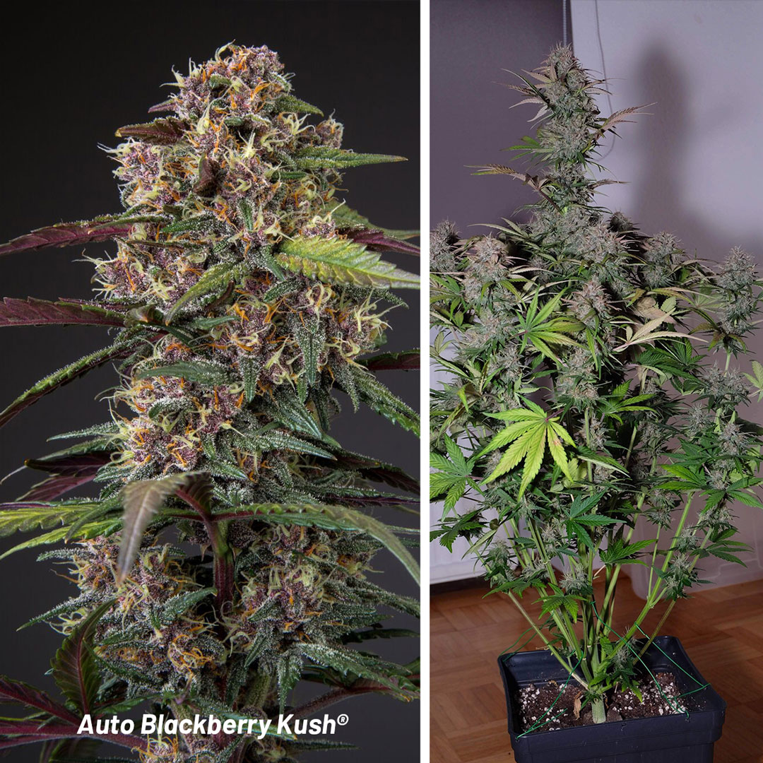 Blackberry Kush Plant Auto Blackberry Kush Dutch Passion From