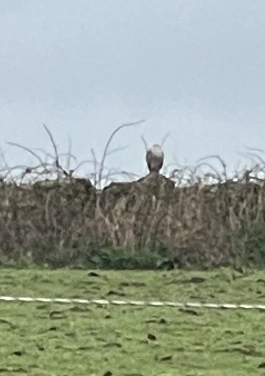 Seabirds an identification guide - Cornwall Birds (CBWPS)