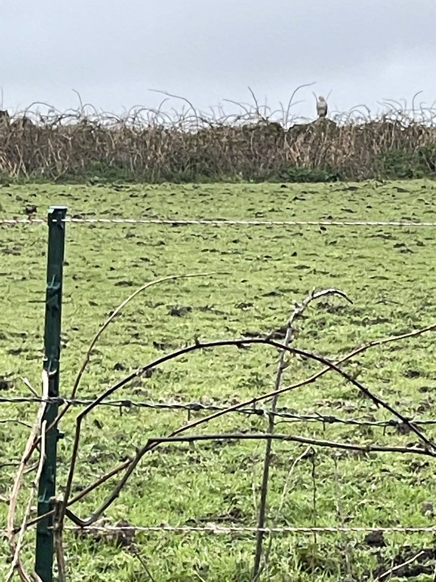 Seabirds an identification guide - Cornwall Birds (CBWPS)