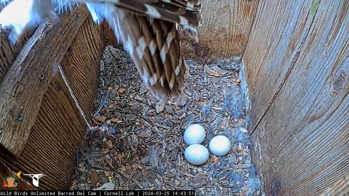 Barred Owl Eggs Nesting Habits Of Great Horned And Barred Owls | The