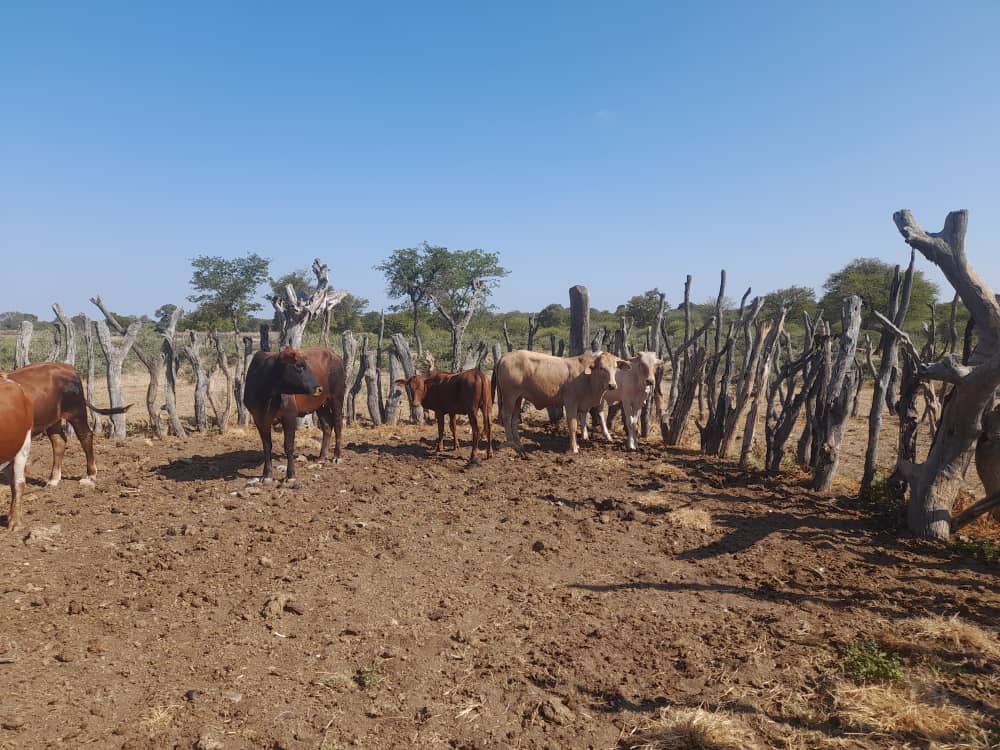 Shona chiefs relations with the Ndebele ( Matabele) State of Kings ...