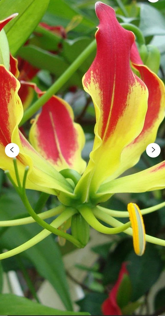 Shona chiefs relations with the Ndebele ( Matabele) State of Kings ...