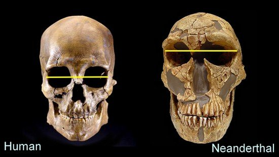 Neanderthal Skull Vs Human Skull Neanderthal Skull, Discovered On Mt