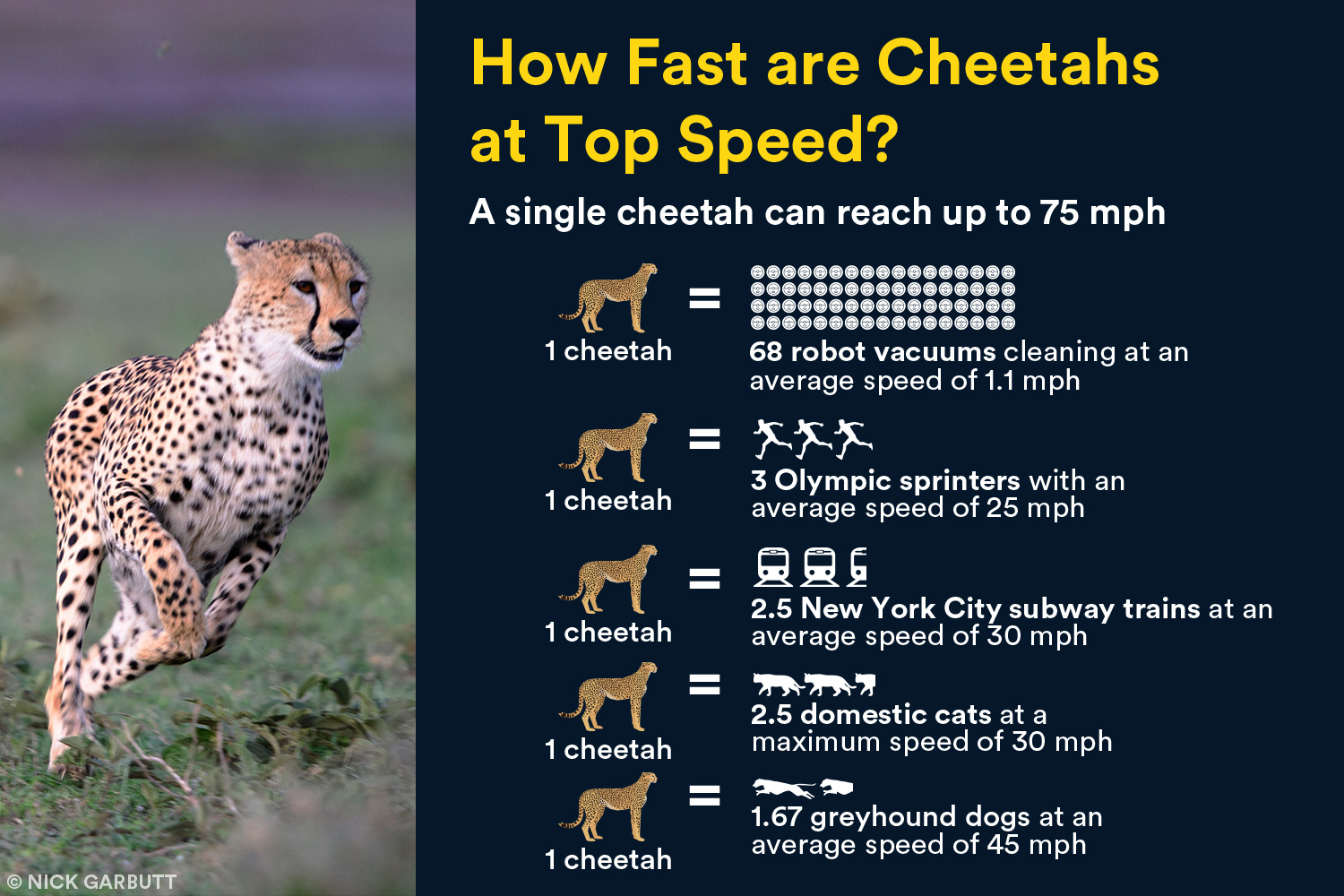 Leopard Running Speed Stock Photo Of Cheetah (Acinonyx Jubatus)