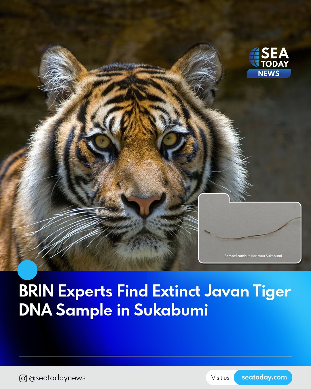 Siberian Tigers Dna Majesty And Steadiness: The Siberian Tiger's Two