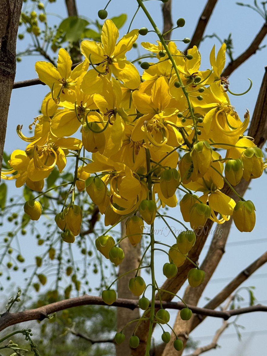 The ‘golden shower’ is here. Guess ‘Vishu’ is close by! Cassia fistula ...