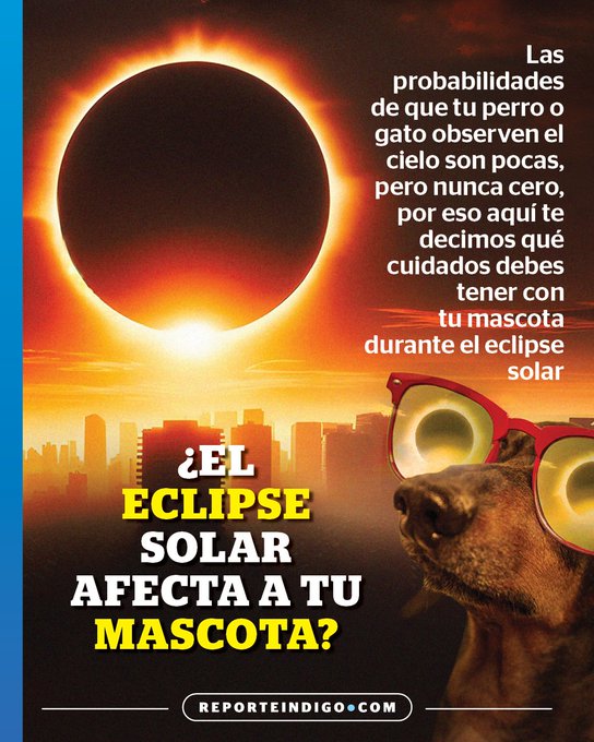 Eclipse total de Sol 2024: ¿Cómo cuidar a las mascotas?
