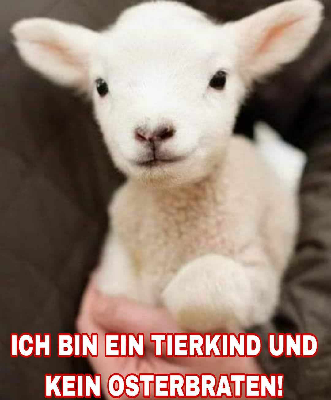 Ziegen Memes Ziegenbock, Reit Und Zugtier Für Kinder In Miniatur 1:12