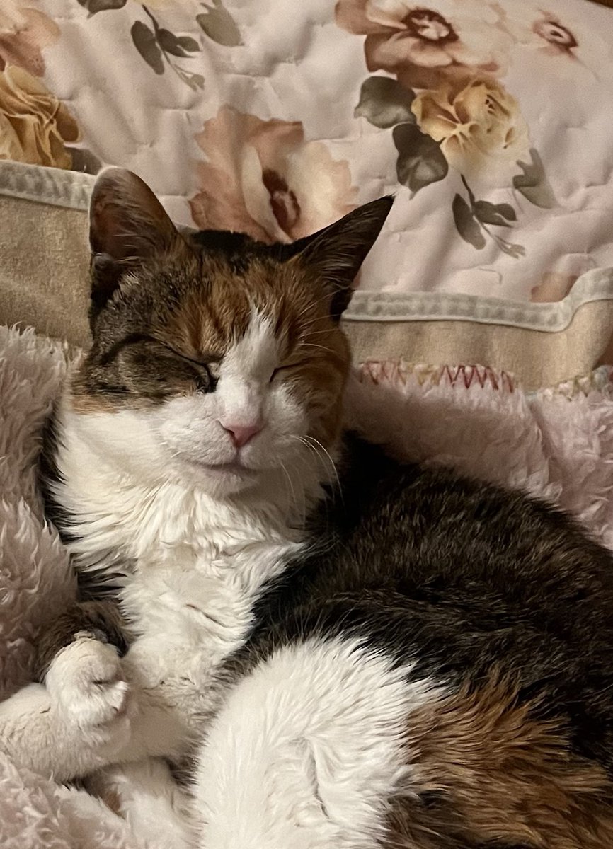 🍊ゆきみかん🍊(@yuki_4cats) - Twilog (ツイログ)