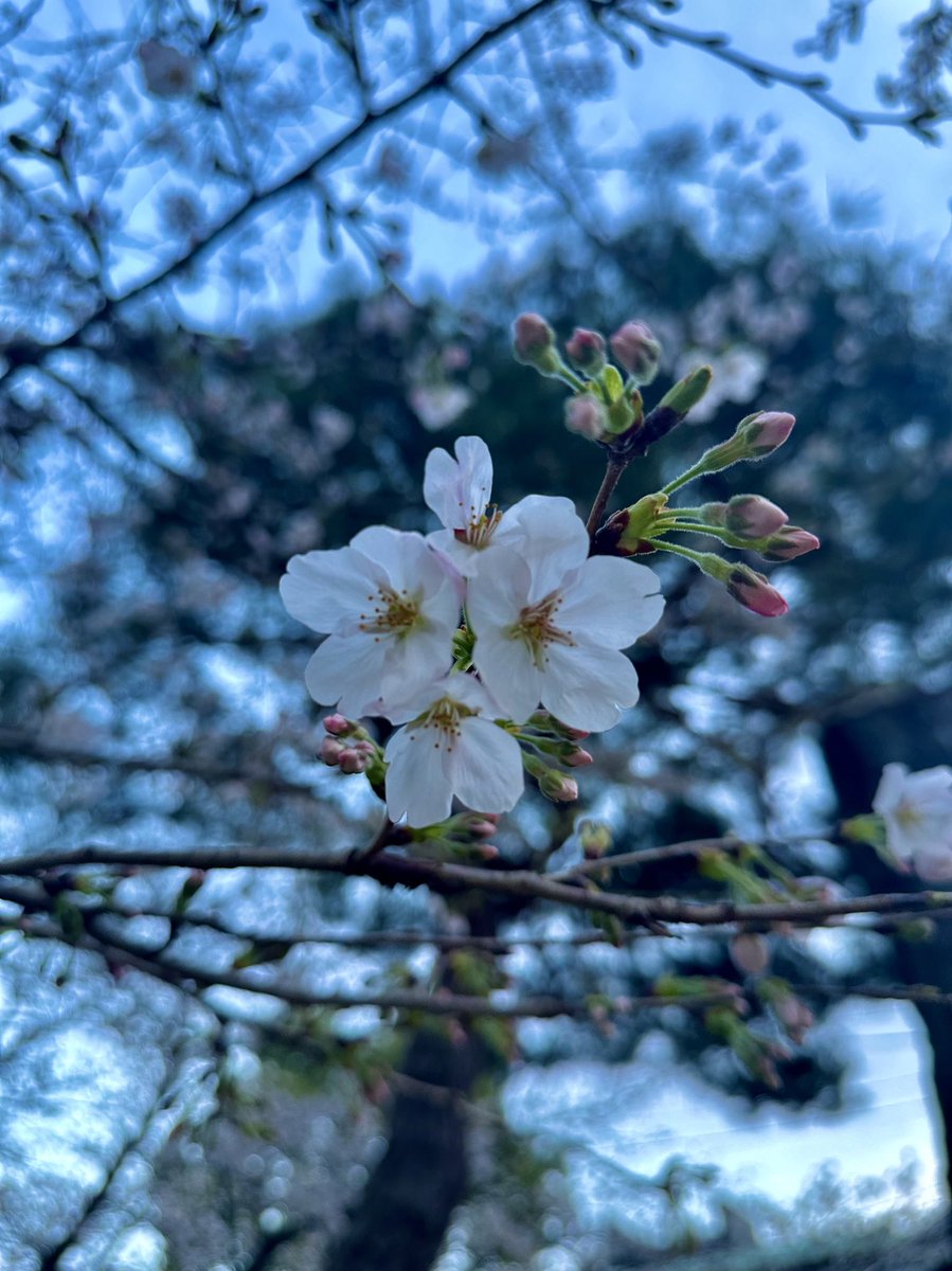 りん(@R1n__n1)さん – 裏垢女子ランキングナビ