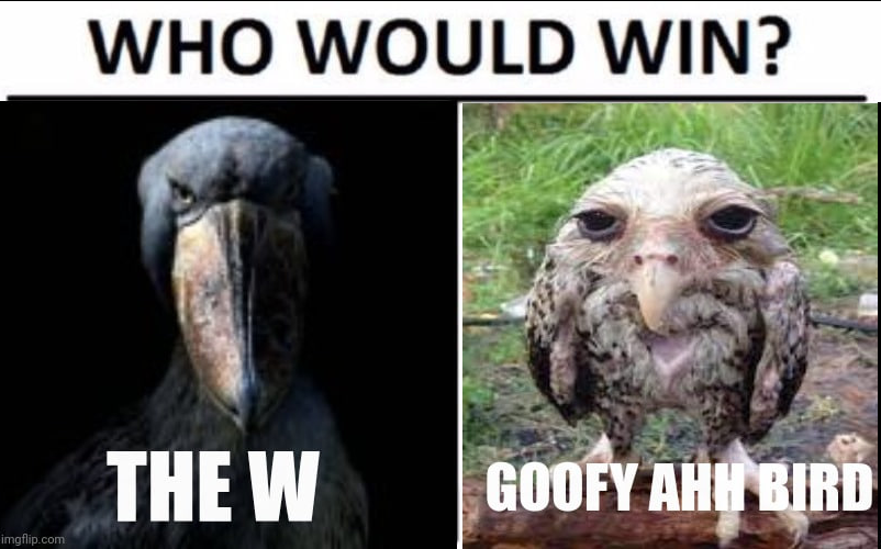 Scary Bird Memes Bird Memes | Be More Chill! Amino