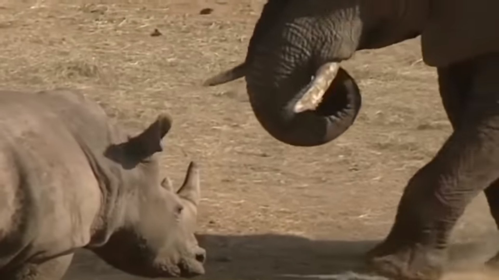 Elephant Vs Rhino Video Disney's Animal Kingdom Announces 3 Rhinos Are