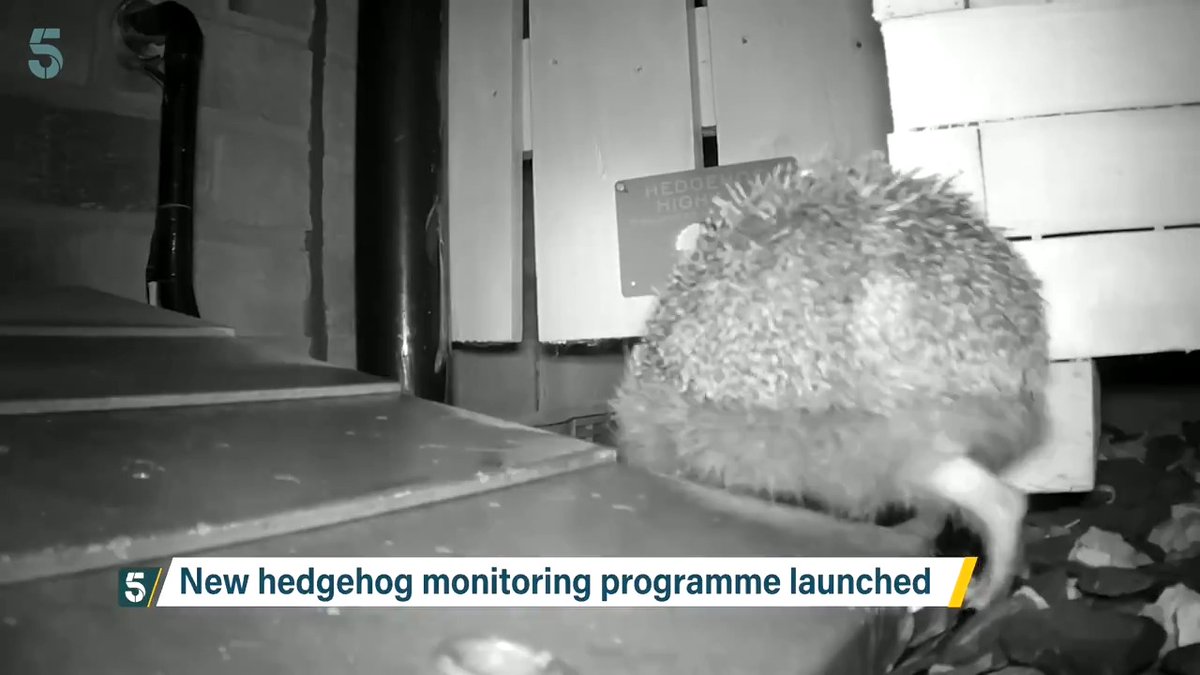 Leaving a legacy - The British Hedgehog Preservation Society