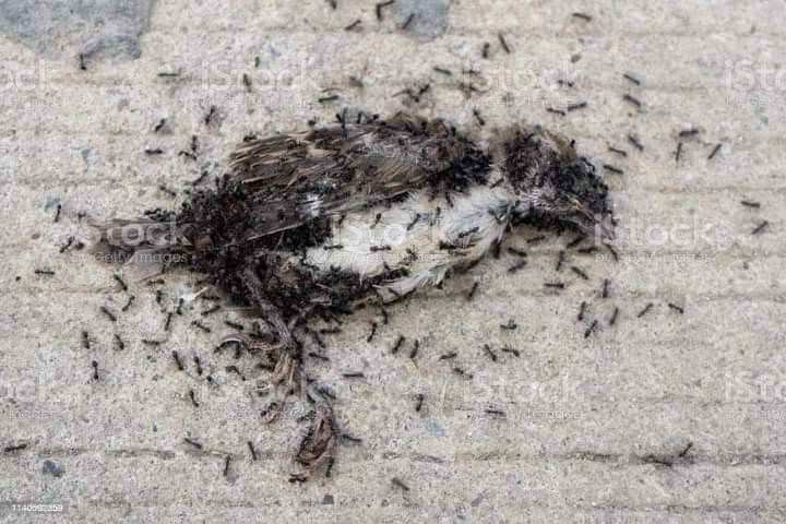 "When the bird is alive, it eats ants." When the bird is dead, ants eat ...