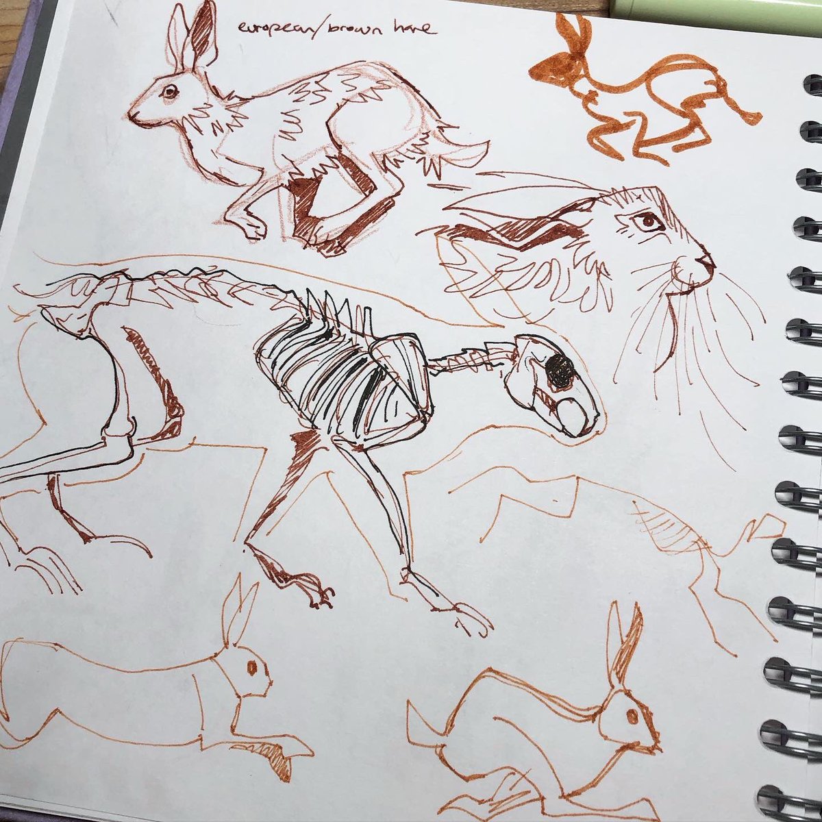 「the blob animals of all time 」Finchの漫画