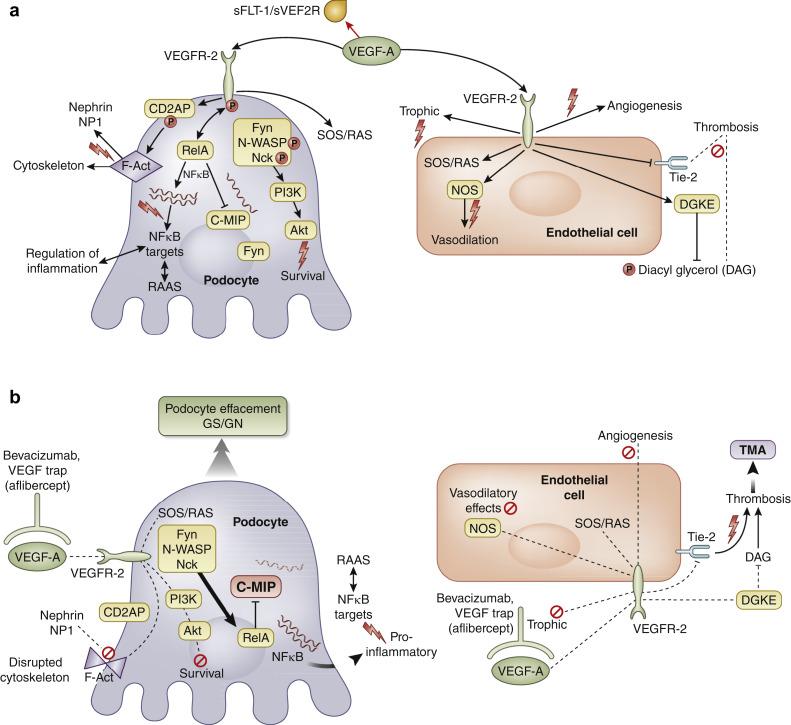 🧵 **Tweetorial**: Unraveling the Impact of Intravitreal Anti-VEGF on ...