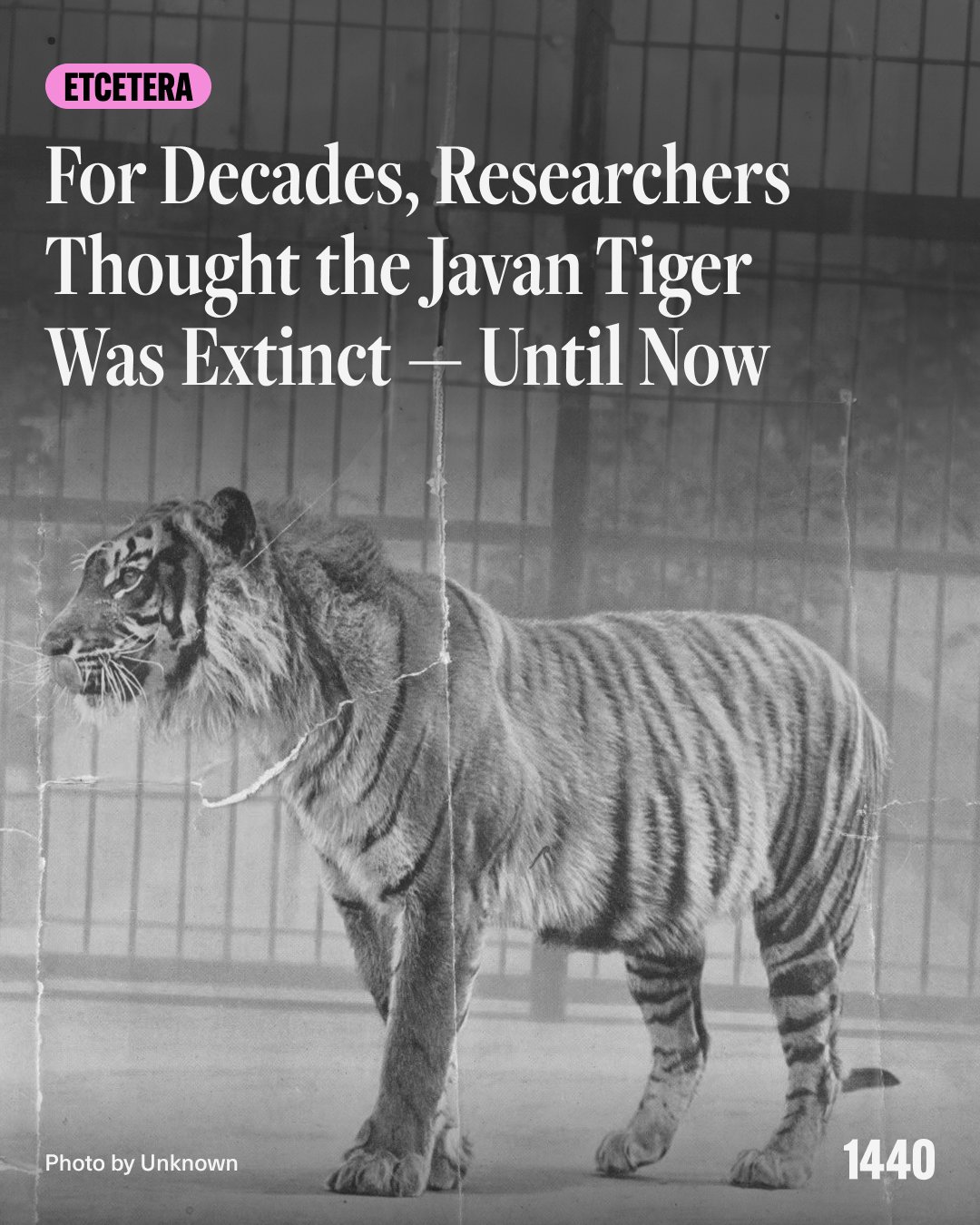 Javan Tiger 8+ Javan Tiger Photos And Videos Available For Editorial