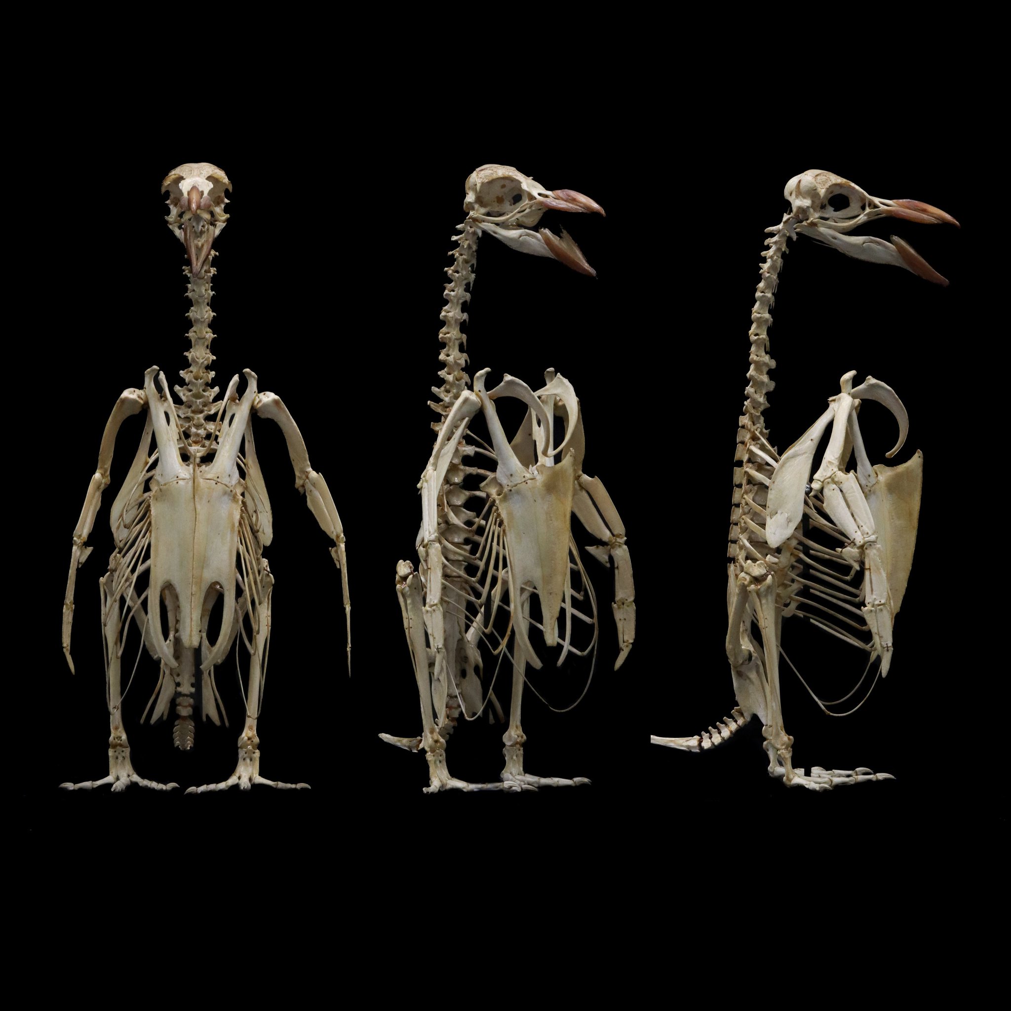 Penguin Bone Structure SkeleMaster | Club Penguin Fan Universe