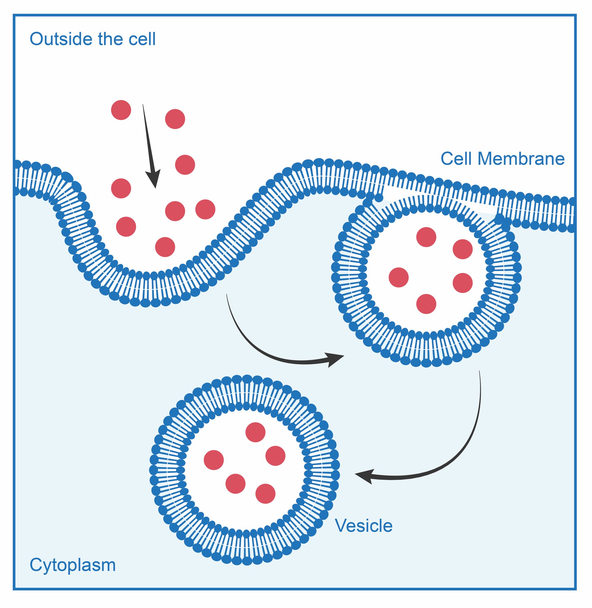 Endocytosis Cell Membrane Exosome Biogenesis & Function – GOULD LAB