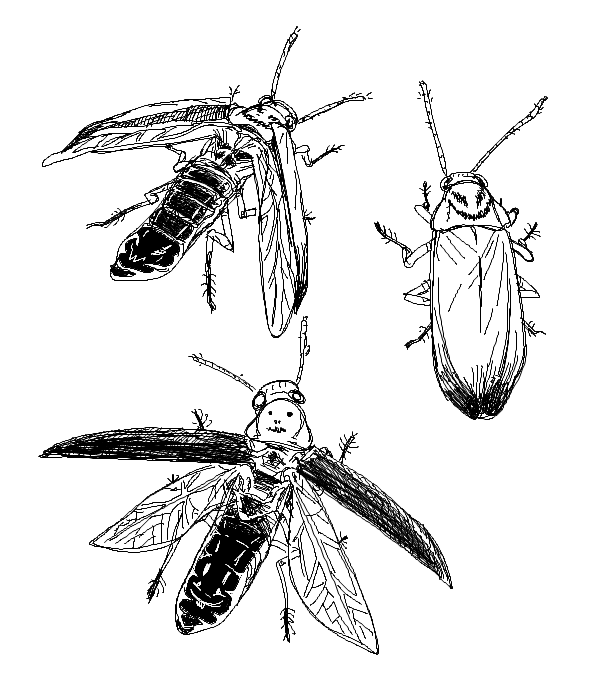 Firefly Drawing Scientific