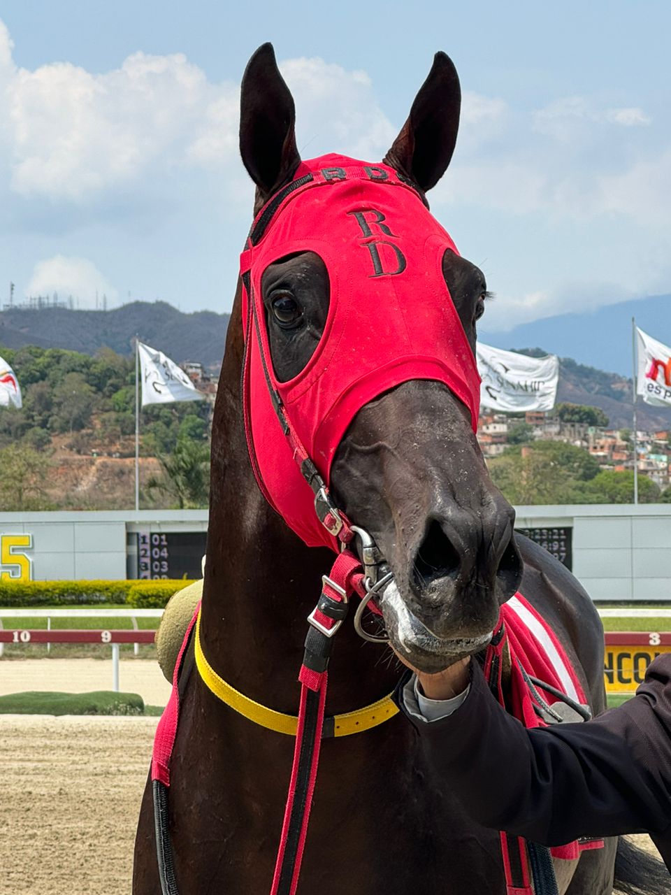 Caballo De Niño