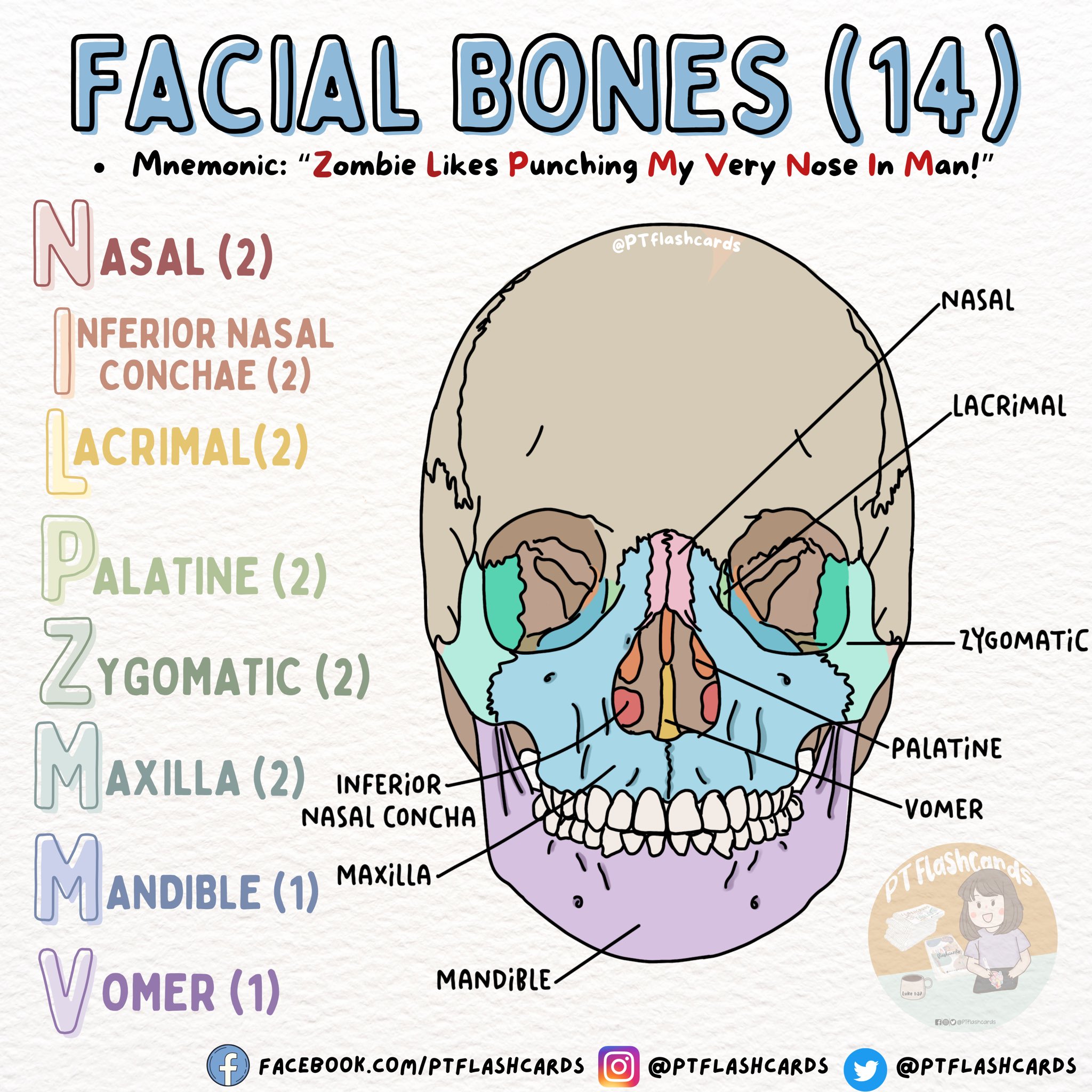 Anatomy Of Face Bones Facial Skeleton Bone Complex