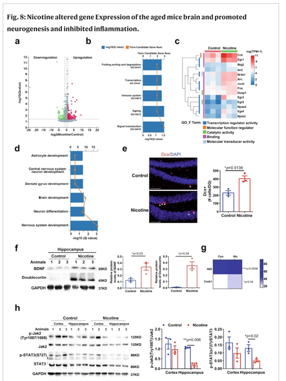 The Ultimate Thread on Nicotine 💪 A pro-metabolic, anti-inflammatory ...