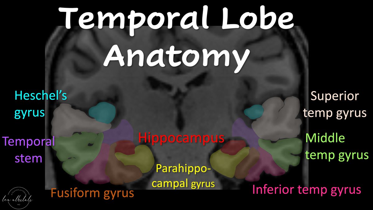 1/Does your ability to remember temporal lobe anatomy seem, well ...