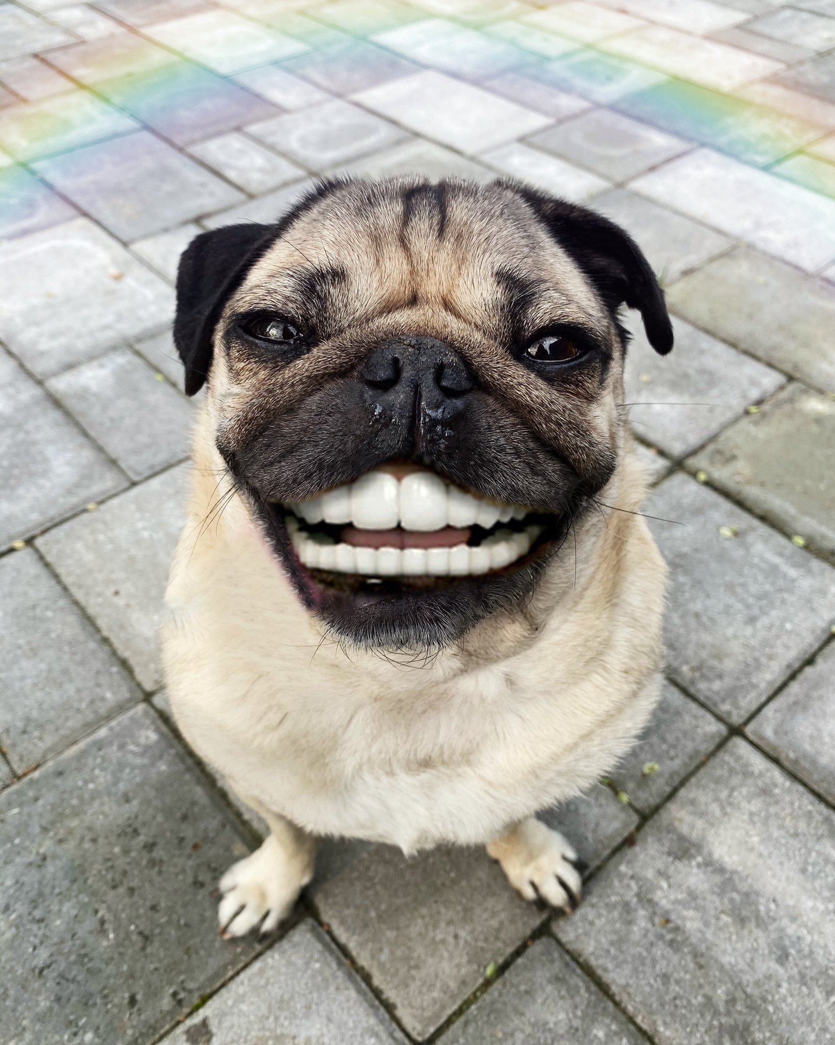 Dog Smile Teeth