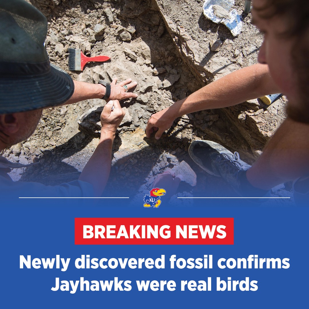 Jayhawk Real Bird Sealifemelbourneaquarium We Recognize Potential When