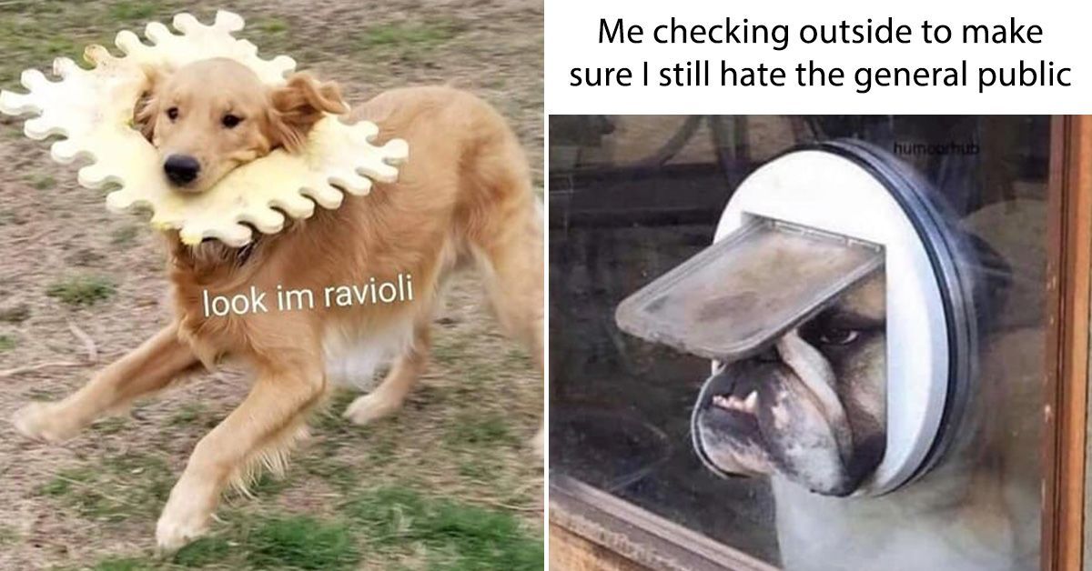 Dog Cone Memes 35 Pics Of Pets Not Rocking The Cone Of Shame At All