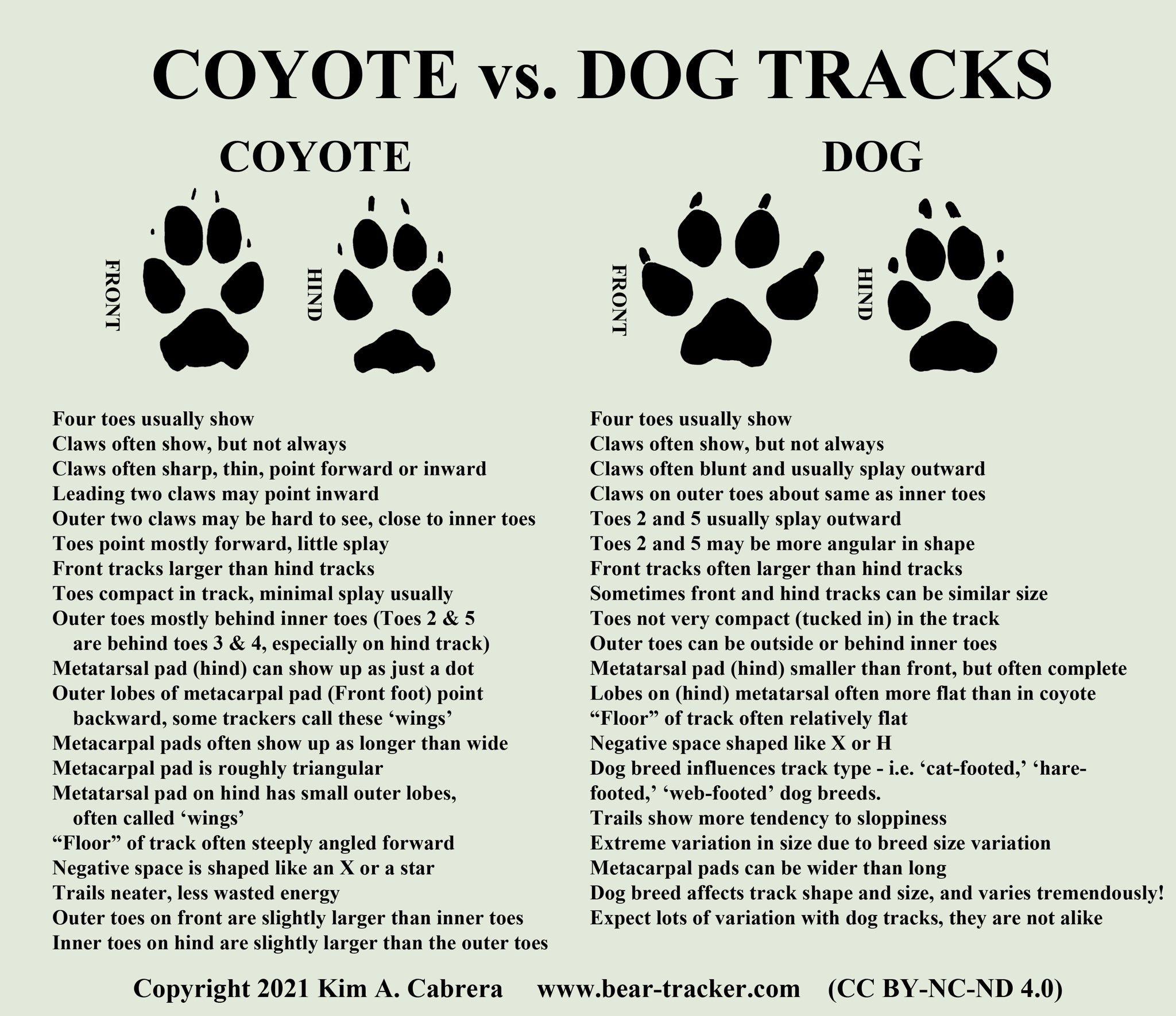 Mountain Lion Paw Print Vs Dog