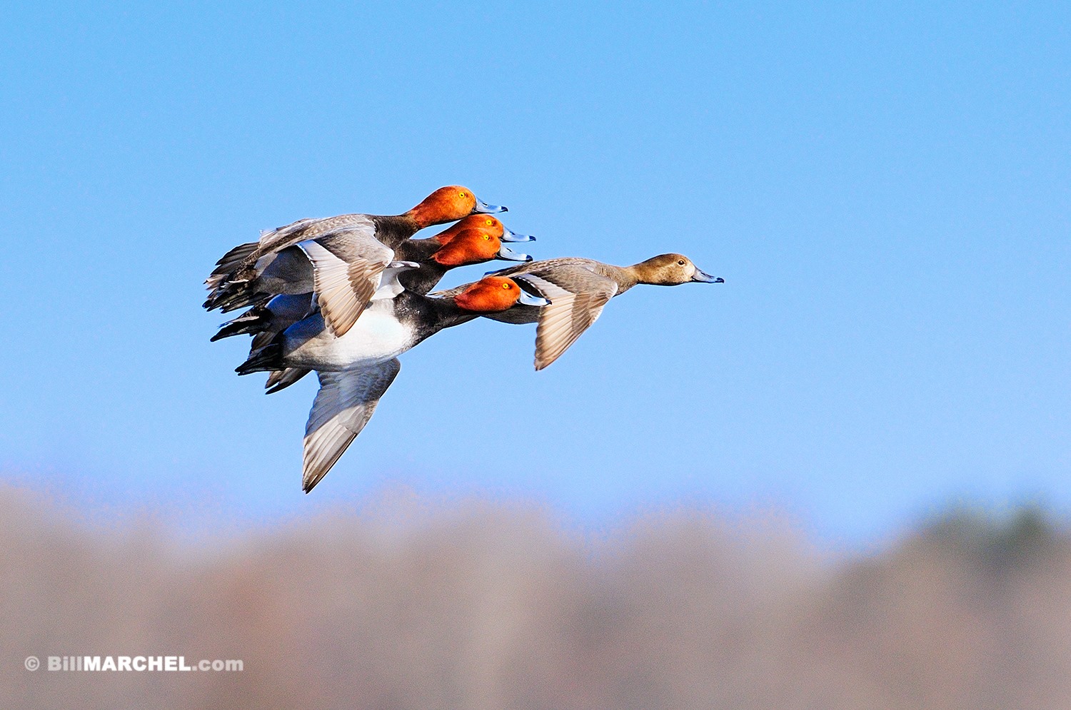 Redhead Duck Flying Redheads Are One Of My Least Targeted Birds During