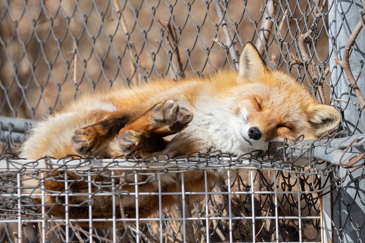 黒狐(@inaba_darkfox) - Twilog (ツイログ)