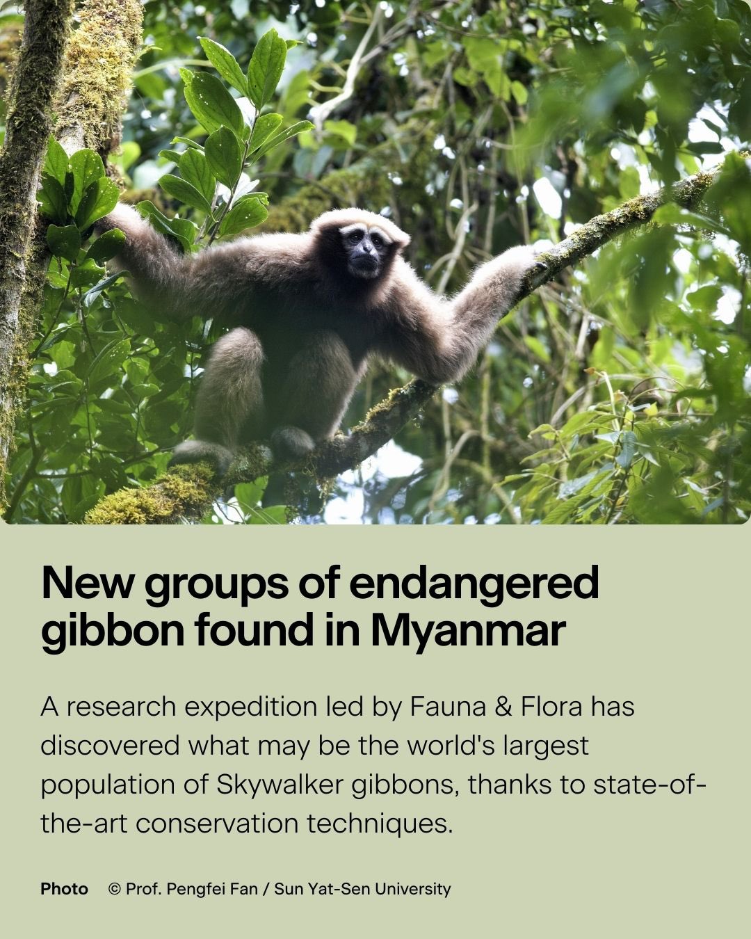 Gibbon Gibbons Are ARBOREAL Animals, Meaning They Spend Their Lives In