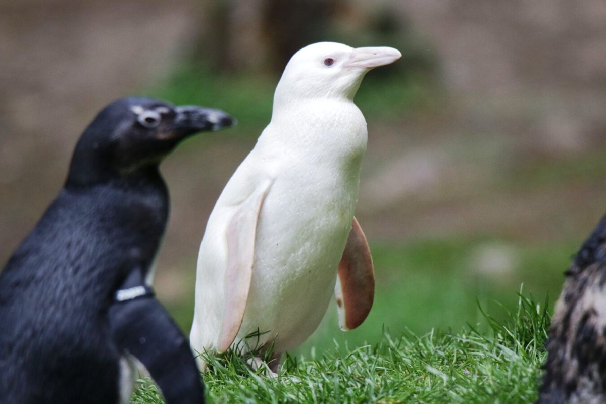 Albino Afrikansk Pygme Pinnsvin