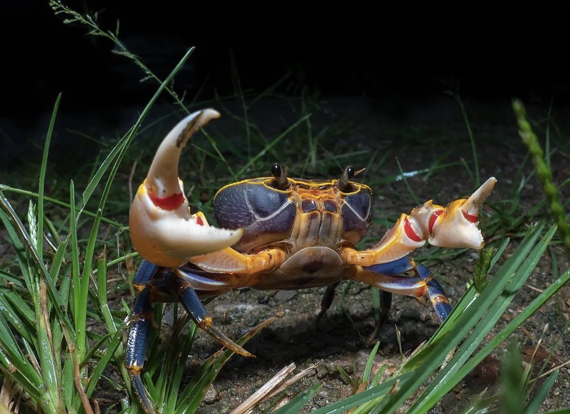 Time for Crab: Now with Kung-Fu Snip! - The Something Awful Forums