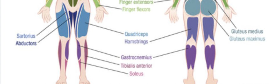 The best exercises for each muscle group: (Use this anytime you goto ...