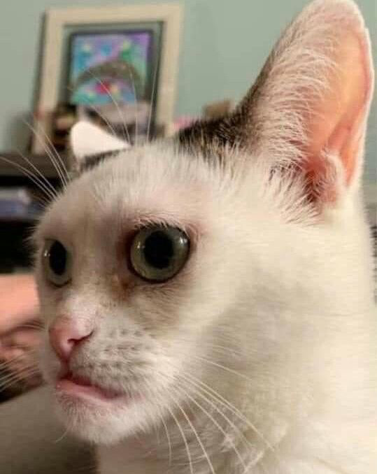 Steve Buscemi Cat Memes