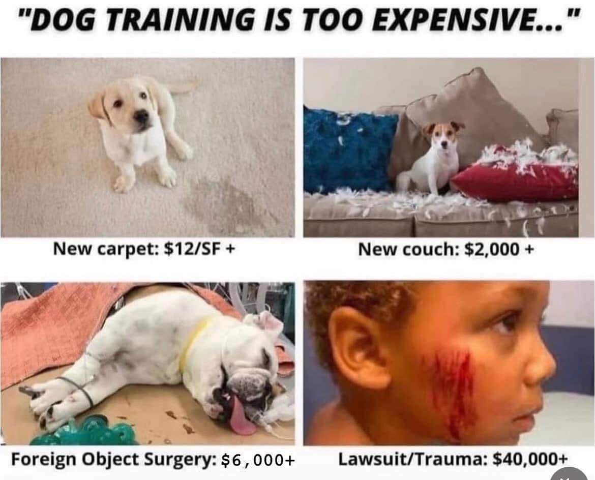 Dog Obedience Memes Dog Training 😅#dogtraining #dog #dogsoftiktok