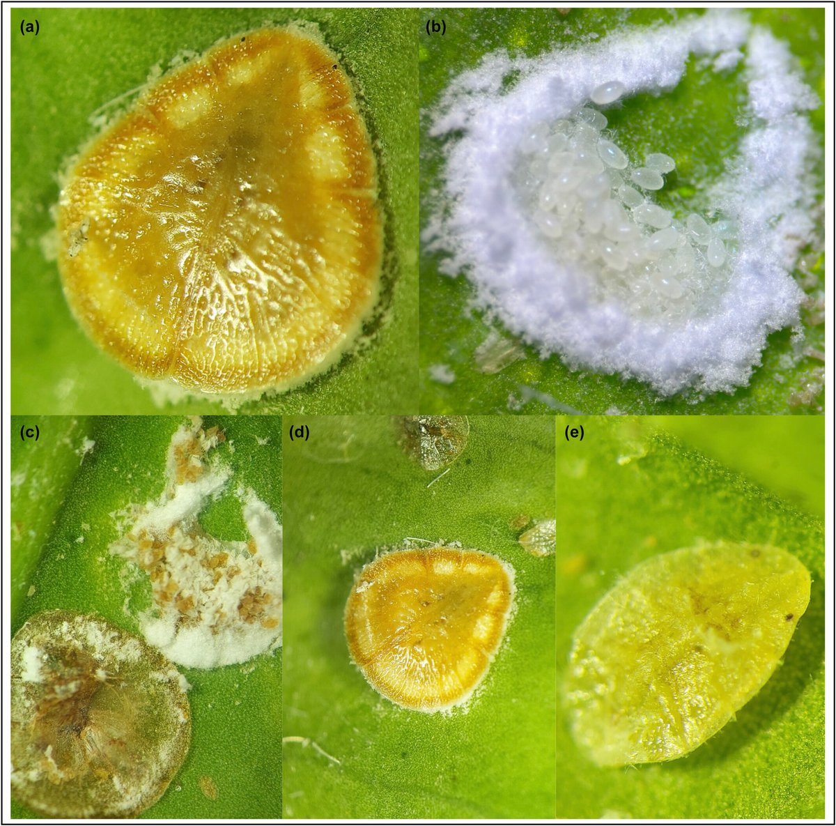 Pyriform Fruit