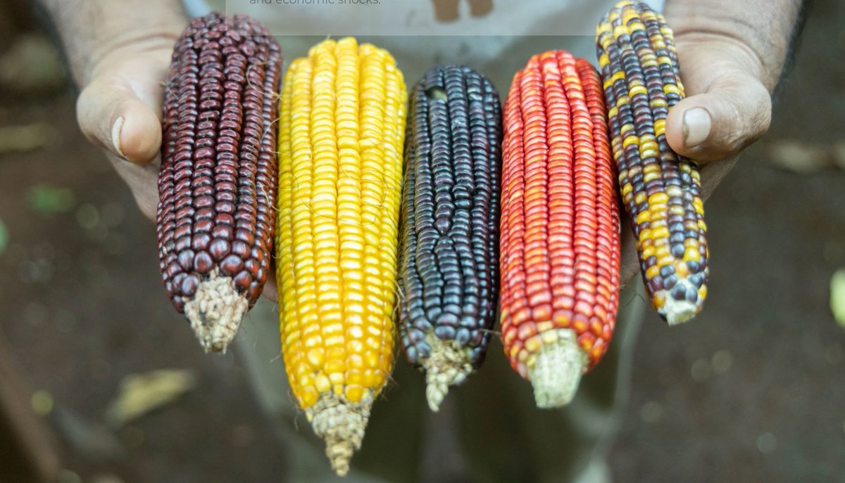 Vegetarian Seitan Pepperoni Pizza | SDG2 Advocacy Hub