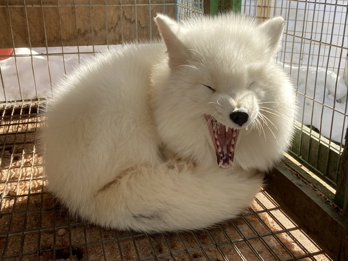 黒狐(@inaba_darkfox) - Twilog (ツイログ)