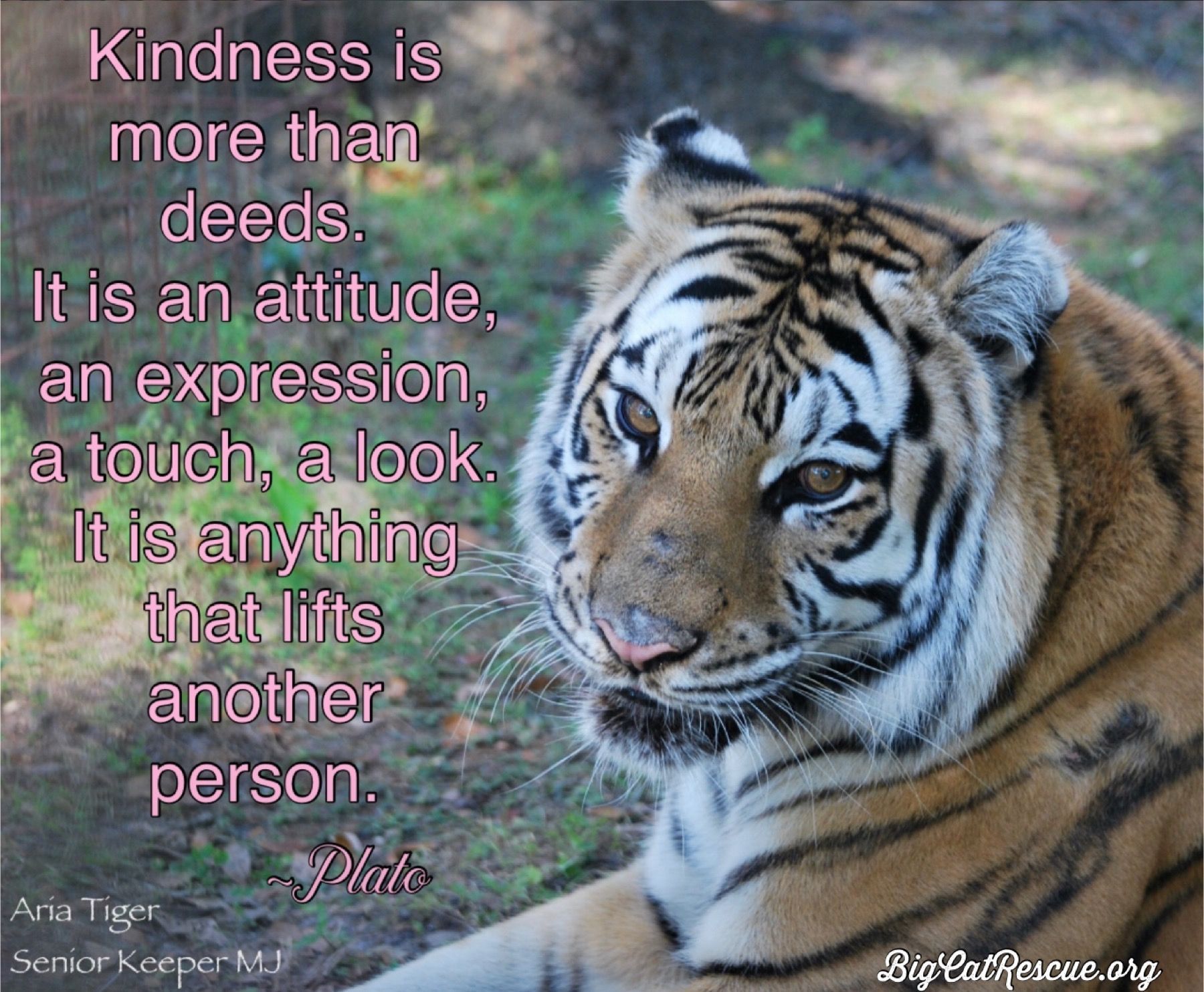 Tiger Attitude Quotes